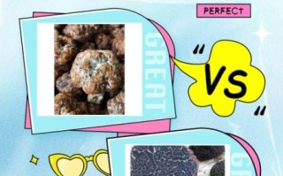 白松露和黑松露的区别_哪个更贵