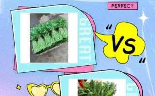 藜蒿是茼蒿吗_区别与营养价值对比