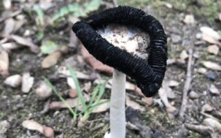 野生鸡腿菇长什么样_怎么辨别真假