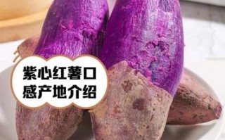 紫色红薯的功效与作用_紫色红薯怎么吃最营养