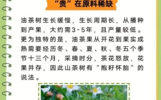 野生茶油多少钱一斤_野生茶油价格为什么差距大
