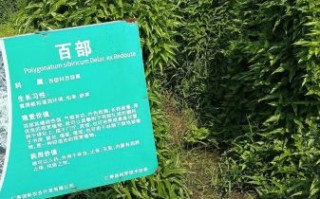百部怎么种植_百部种植多久能收获