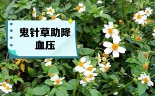 鬼针草降血压是真的吗_鬼针草能降血压吗