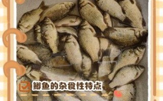 鲫鱼吃什么食物为主_鲫鱼最爱吃什么