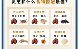 灵芝的功效与作用吃法_灵芝怎么吃效果最好