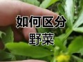 野芹菜可以吃吗_野芹菜和毒芹怎么区分