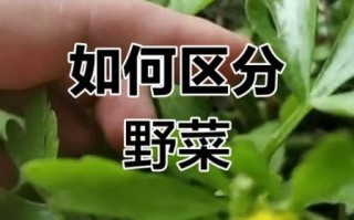 野芹菜可以吃吗_野芹菜和毒芹怎么区分