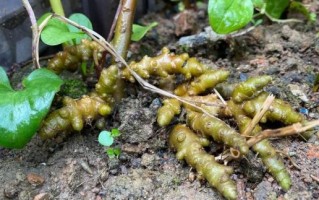 田七图片大全大图_田七长什么样 田七图片大全大图_田七长什么样