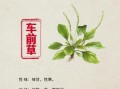 车前草的功效与作用_车前草能治哪些病