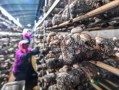 香菇产地在哪里_中国香菇之乡是哪里