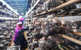 香菇产地在哪里_中国香菇之乡是哪里