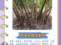 麻竹笋的功效与作用_麻竹笋的禁忌有哪些