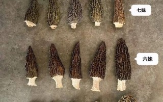 羊肚蘑菇怎么挑选_羊肚蘑菇多少钱一斤