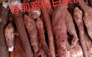 新鲜鸡枞菌怎么保存_鸡枞菌价格多少钱一斤