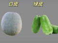白瓜图片蔬菜_白瓜和冬瓜的区别