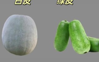白瓜图片蔬菜_白瓜和冬瓜的区别