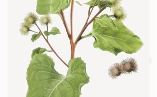 牛蒡的功效与作用_牛蒡的禁忌人群有哪些