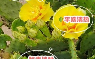 仙人掌的功效与作用_仙人掌怎么吃