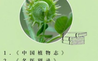 紫花苜蓿草什么时候种_紫花苜蓿草种植时间