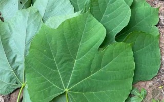 梧桐树叶的功效与作用_梧桐树叶怎么泡水喝