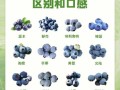 蓝莓产地哪里最好_蓝莓产地怎么选