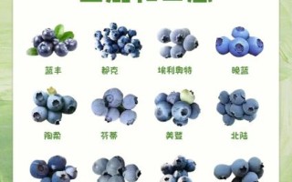 蓝莓产地哪里最好_蓝莓产地怎么选