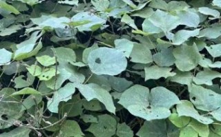 野生葛根叶子长什么样_葛根图片怎么分辨真假