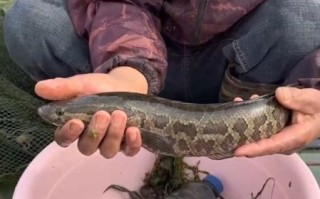 鲶鱼国宝被警察抓_真相是什么