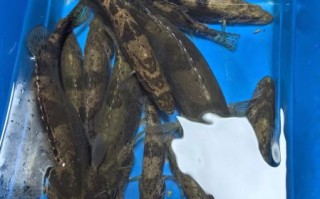 斑鳜鱼多少钱一斤_斑鳜鱼价格走势