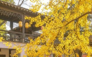 银杏树适合种在庭院吗_银杏树几年结果