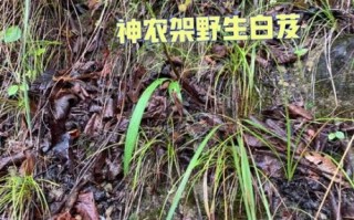 小白芨的功效与作用_小白芨怎么吃效果最好