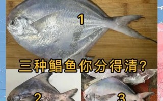 海鲳鱼种类有哪些_海鲳鱼种类区别