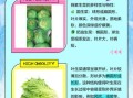 圆生菜是大头菜吗_区别与选购指南