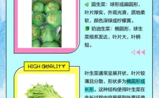 圆生菜是大头菜吗_区别与选购指南