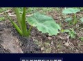 芋头种植技术与管理_芋头怎么种才能高产