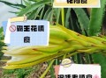 霸王花怎么吃_霸王花有什么功效