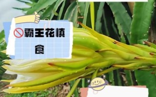 霸王花怎么吃_霸王花有什么功效