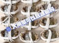 海螃蟹怎么保存才新鲜_活蟹冷藏能放几天