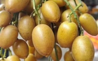 黄皮果上火还是降火_黄皮果的功效与作用