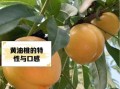 黄肉油桃的功效与作用_黄肉油桃上火吗