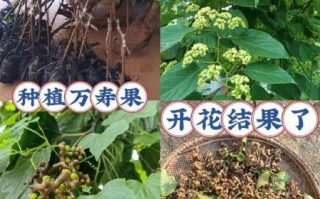 拐枣树图片_如何辨认野生拐枣