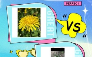 荠菜花图片长什么样_荠菜花和蒲公英区别