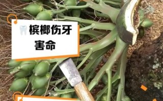 男人吃槟榔的危害有哪些_长期嚼槟榔会阳痿吗