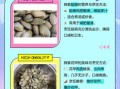 蛤蜊和花甲哪个贵_价格差异有多大