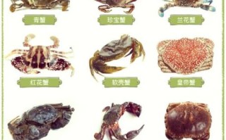 螃蟹种类及名称_如何区分常见蟹类