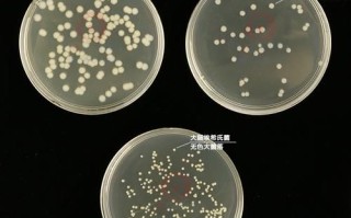琼脂是什么化学物质_琼脂的化学结构
