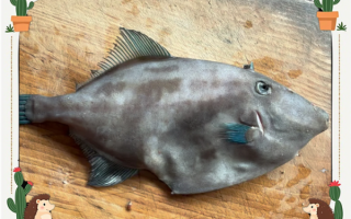 扒皮鱼又叫什么鱼_扒皮鱼学名是什么