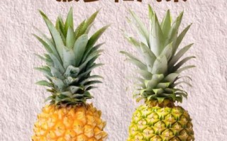 凤梨直播怎么赚钱_凤梨直播有哪些特色功能