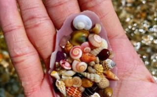 贝壳图片大全大图_如何挑选高清贝壳壁纸