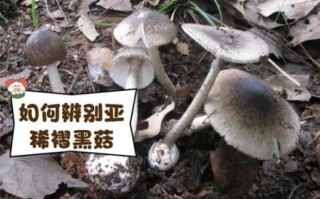 黑蘑菇图片大全_黑蘑菇有毒吗
